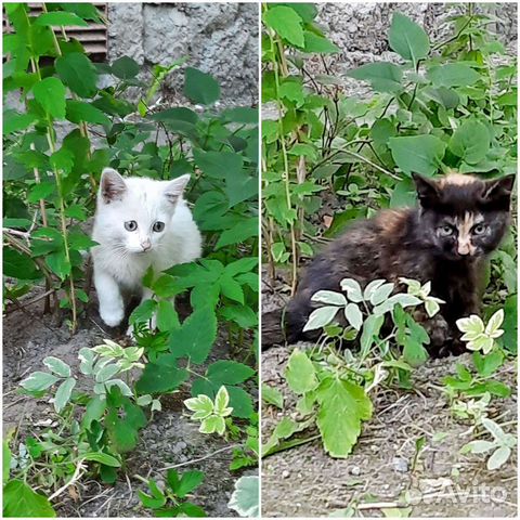 Котята