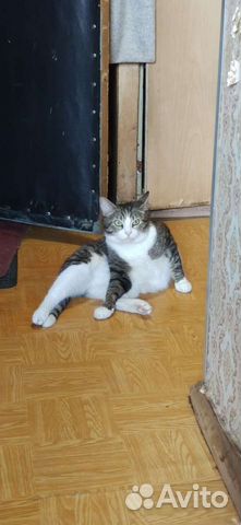 Кот в добрые руки
