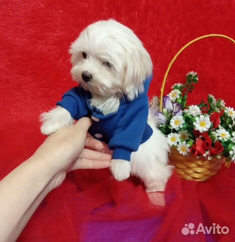 Милый Мальчик Красавчик- Мальтезе