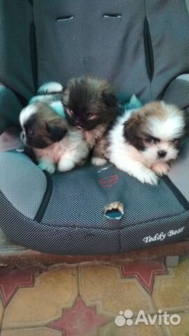 Щенки Пекинеса,девочки родились 10 мая
