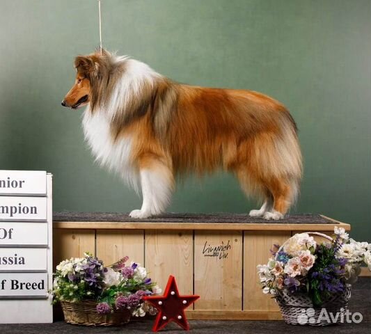 Колли длинношерстный кобель для вязки