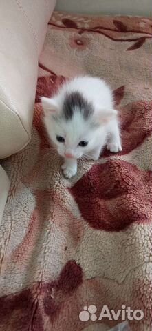 Отдам в добрые руки котика