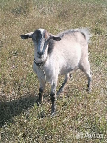 Продам коз