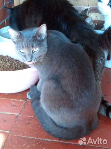 Стесняшка ищет дом