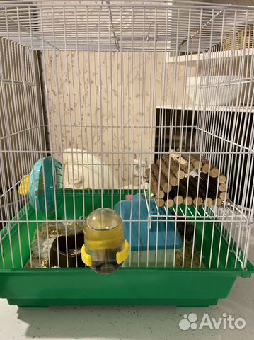 Хомяк с клеткой