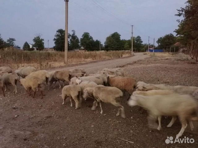 Овцы "Мериносы"