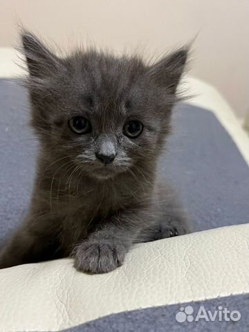 Котенок-девочка,2 мес