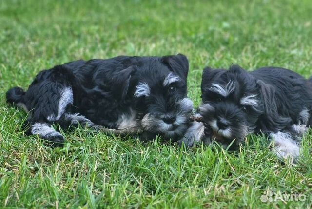 Цвергшнауцер щенки