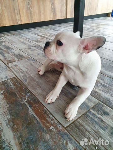 Французский бульдог