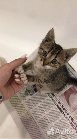 Отдам котенка в добрые руки (метис-мальчик)