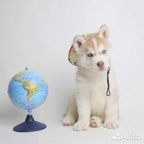 Щенки хаски