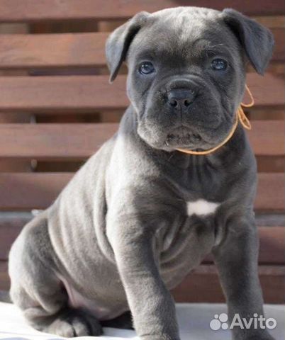 Серо тигровый щенок кане корсо с документами