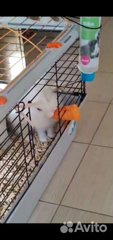 Декоративный кролик(м) привитый,не кастрированный