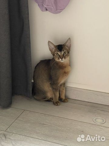 Котенок абиссин с чаузи ф4