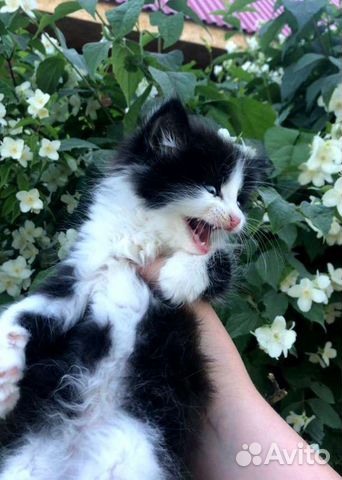 Котенок девочка полтора месяца