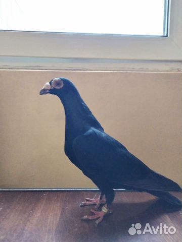 Голубь «Дракон»