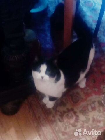 Отдам в хорошие руки кошку