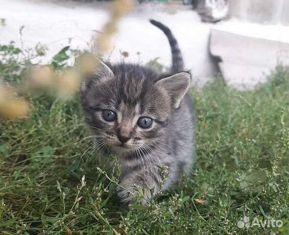 Отдам бесплатно