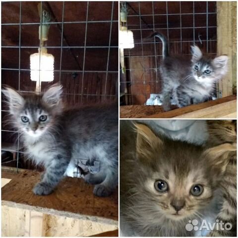 Последний малыш-котенок в приюте