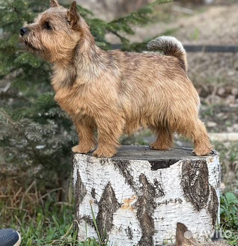 Норвич терьер