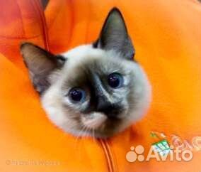 Кошка брошка