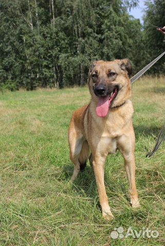 Удобная собака ищет своего человека и тепло