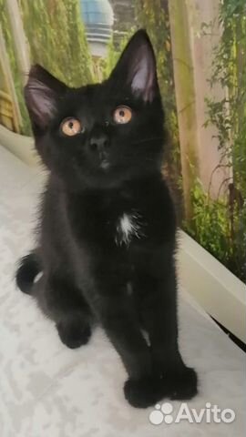 Красавчик Пьер ищет дом