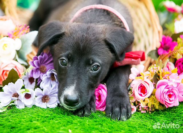 Щенок Берн в добрый руки