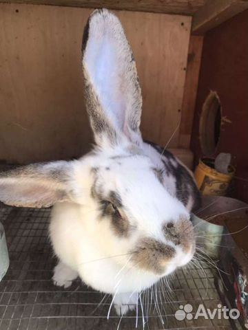 Кролики,белый и серый великан