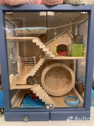 Белка дегу с клеткой