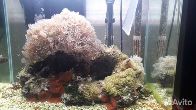 Камни с кораллами