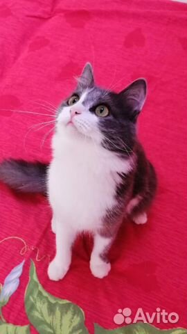 Стерилизованная, привита Люсечка ищет дом