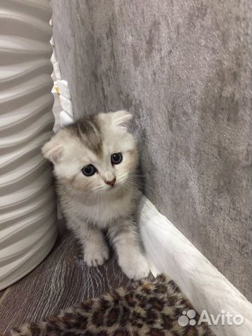 Шотландский вислоухий котик