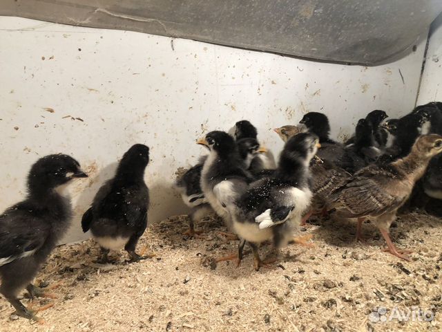 Куры цыплята Джерсийский гигант, павлин пава