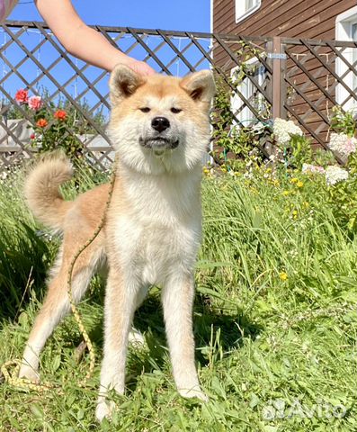 Акита девочки для себя и эксперта