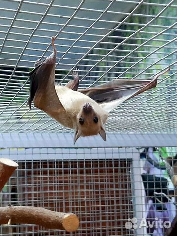 Нильский крылан самец 7 мес