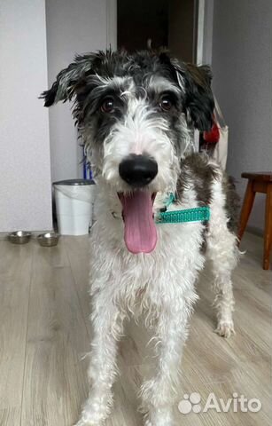 Фокстерьер