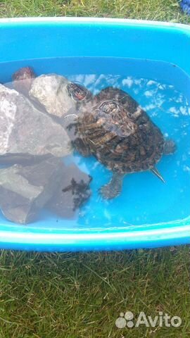 Красноухая черепаха бесплатно