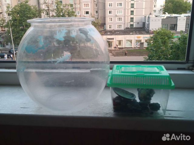 Аквариум и набор ракушек