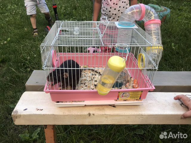 Крыса с клеткой