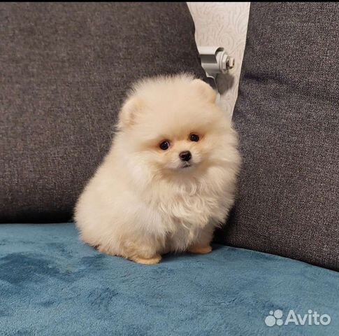 Шикарные шпицы