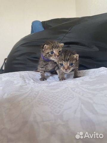 Котята Чип и Дейл ищут дома