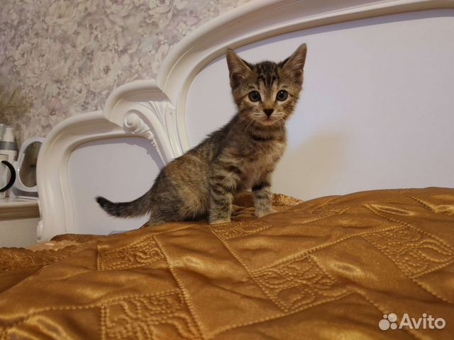 Отдадим котят в добрые руки