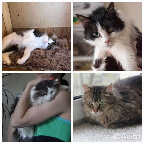 Пушистая мафия