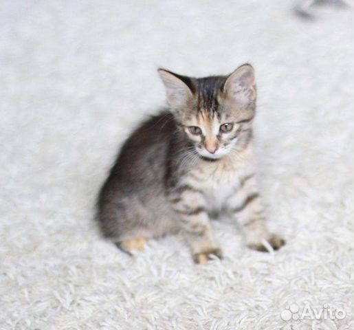 Котята