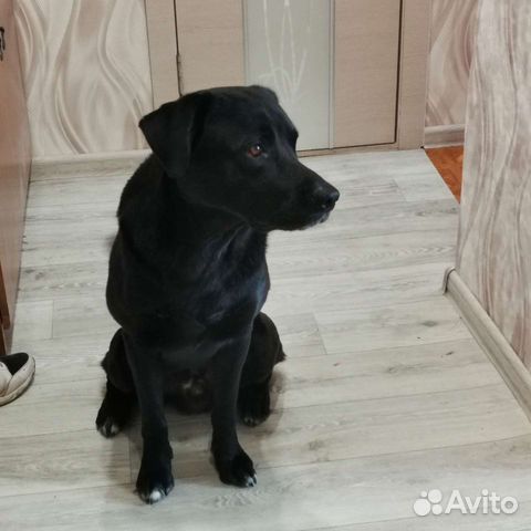 Кобель лабрадора вязка