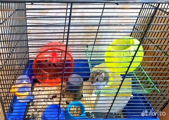 Аренда: Клетка с хомяком, едой,колесом,шаром и др