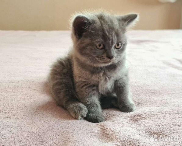 Британские очаровашки