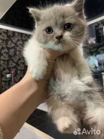 Шотландский мальчик