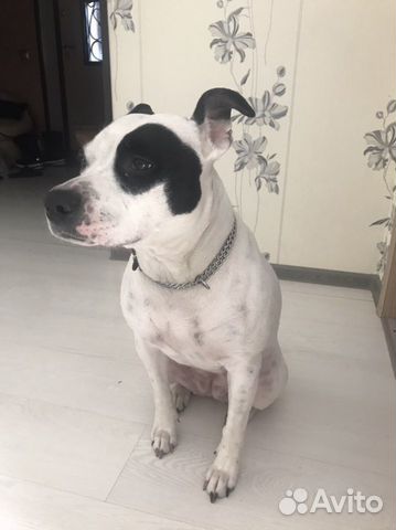 Стаффордширский терьер